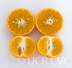 fortune_mandarin_crc_3560_008.jpg | Givaudan Citrus Variety Collection ...
