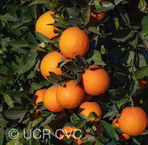gardner_sweet_orange_crc_4236_010.jpg | Givaudan Citrus Variety ...