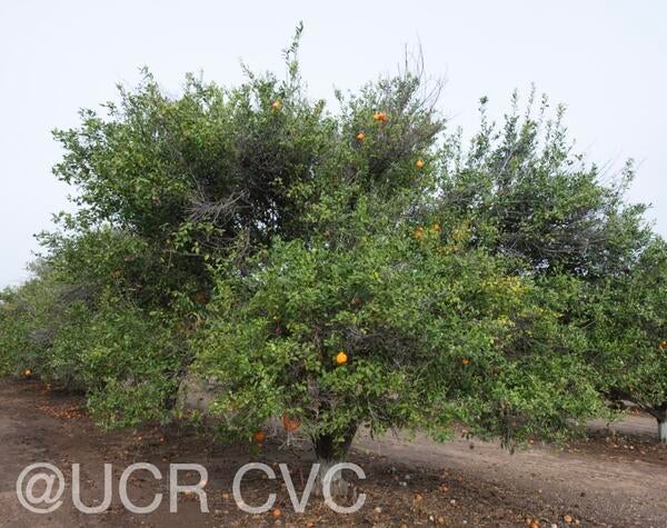 hill_mandarin_crc_3576_001.jpg | Givaudan Citrus Variety Collection at UCR