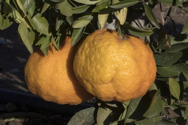 Jamaican Ugli Tangor crc4127005.jpg | Givaudan Citrus Variety ...