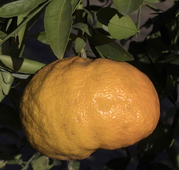 Jamaican Ugli Tangor crc4127006.jpg | Givaudan Citrus Variety ...