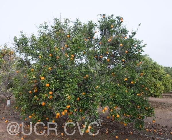 king_mandarin_hybrid_crc_3845_001.jpg | Givaudan Citrus Variety ...