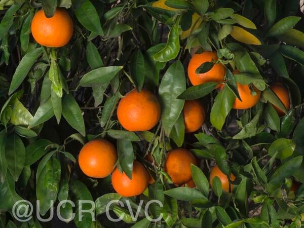 king_mandarin_hybrid_crc_3845_002.jpg | Givaudan Citrus Variety ...