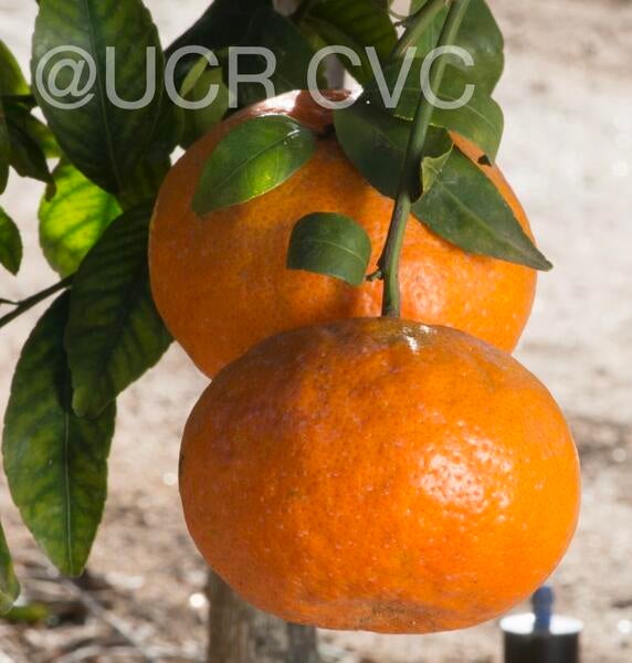 king_mandarin_hybrid_crc_3845_004.jpg | Givaudan Citrus Variety ...
