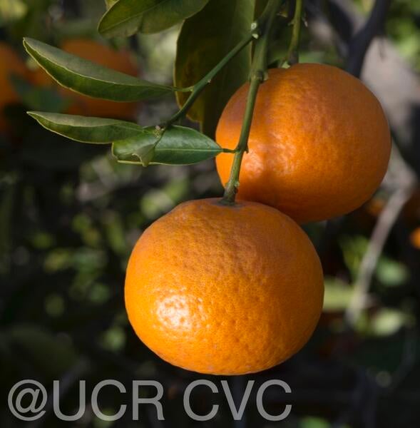 king_mandarin_hybrid_crc_3845_006.jpg | Givaudan Citrus Variety ...