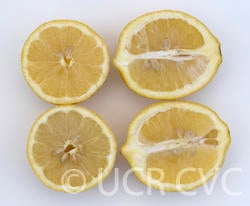 Lapithiotiki lemon CRC 4005 006 | Givaudan Citrus Variety Collection at UCR