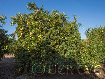 Limoneira rough lemon CRC 3834 tree | Givaudan Citrus Variety ...