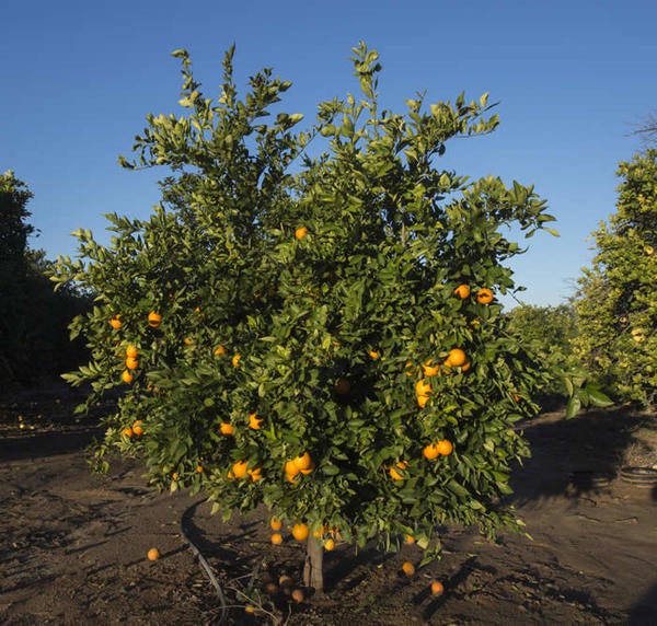 olindamulhollandvalenciasweetorangecrc4231002.jpg | Givaudan Citrus ...