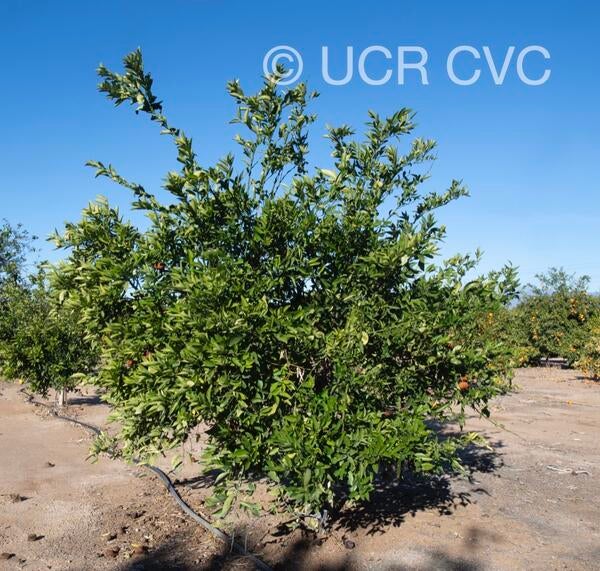 palazelli_mandarin_crc_4244_001.jpg | Givaudan Citrus Variety ...