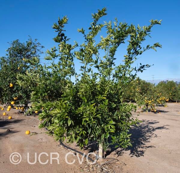 palazelli_mandarin_crc_4244_002.jpg | Givaudan Citrus Variety ...