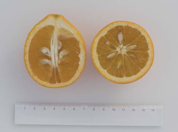 perasweetorangecrc3864005.jpg | Givaudan Citrus Variety Collection at UCR