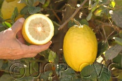 philippine_citron1_000.jpg | Givaudan Citrus Variety Collection at UCR