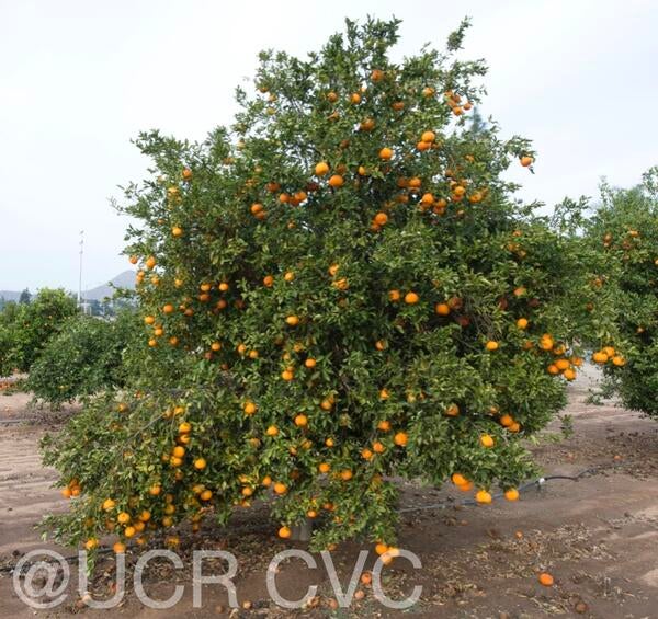 richards_special_mandarin_crc_4117_004.jpg | Givaudan Citrus Variety ...