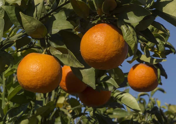 ruddytangorcrc4146005.jpg | Givaudan Citrus Variety Collection at UCR