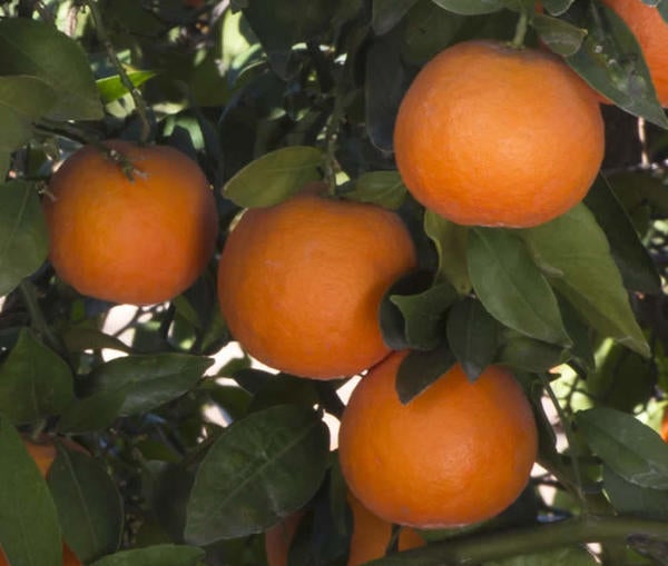 ruddytangorcrc4146008.jpg | Givaudan Citrus Variety Collection at UCR