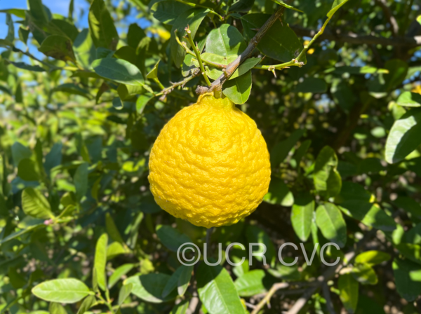 CRC2446 5 | Givaudan Citrus Variety Collection at UCR