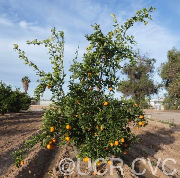 shahani_blood_navel_orange_rrut_477_003.jpg | Givaudan Citrus Variety ...