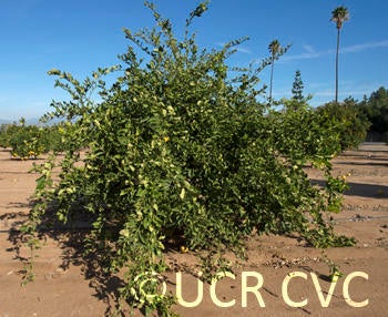 shunkokanpummelohybridcrc3476002.jpg | Givaudan Citrus Variety ...