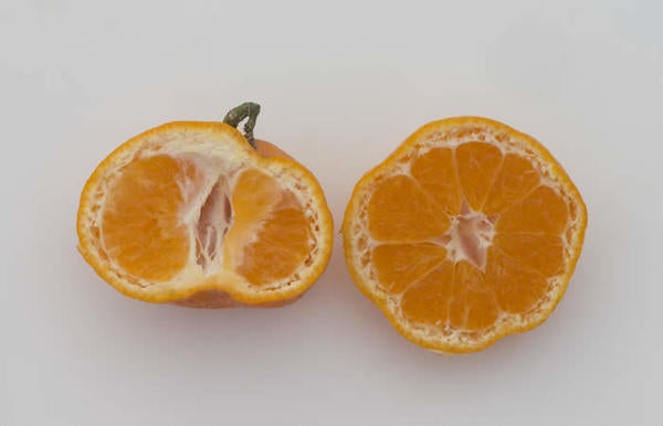 Ueno Satsuma Mandarin crc4223014.jpg | Givaudan Citrus Variety ...