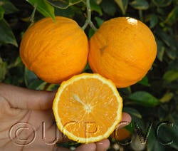 Variegated Valencia orange 006_000.jpg | Givaudan Citrus Variety ...