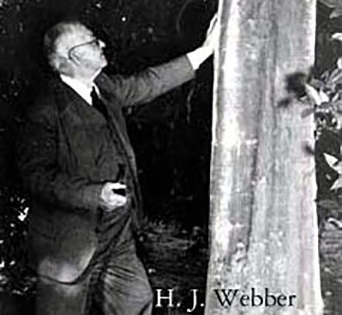Webber with a tree | Givaudan Citrus Variety Collection at UCR