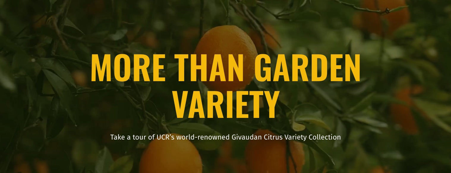 More than garden variety | Givaudan Citrus Variety Collection at UCR